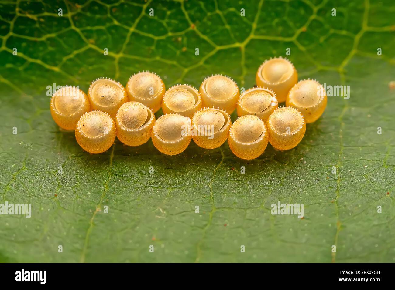 Insect eggs on wild plant leaves Stock Photo - Alamy