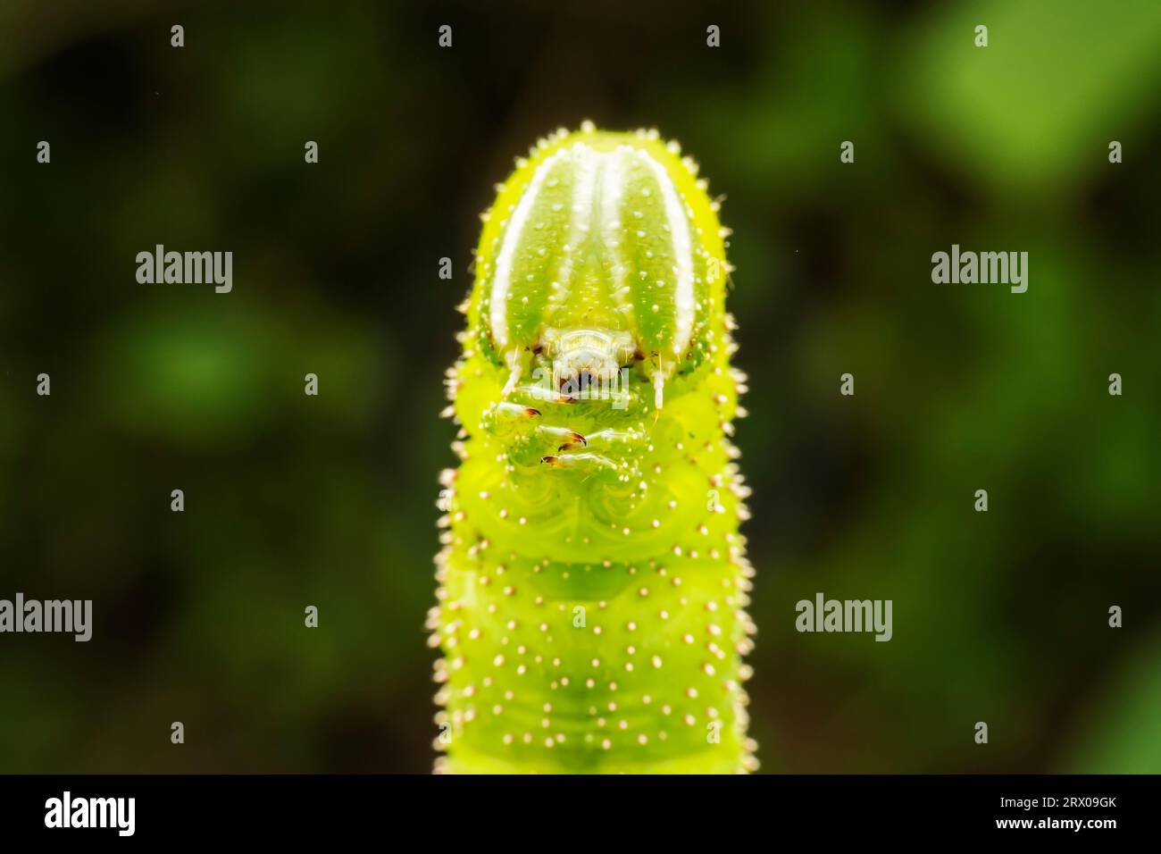 sphingidae larva inhabits the leaves of wild plants Stock Photo - Alamy