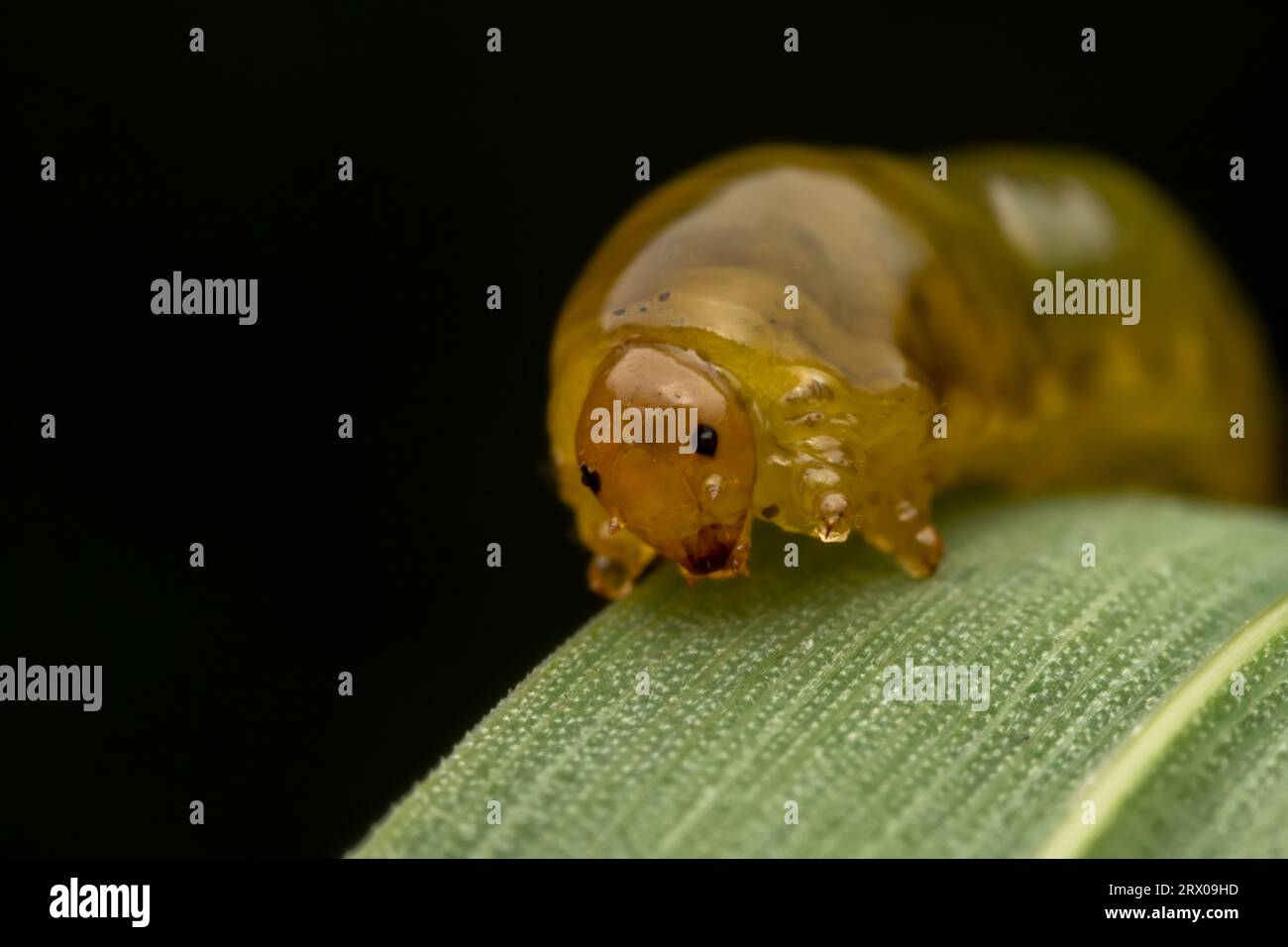 Leaf Bee Larvae inhabiting on the leaves of wild plants Stock Photo - Alamy