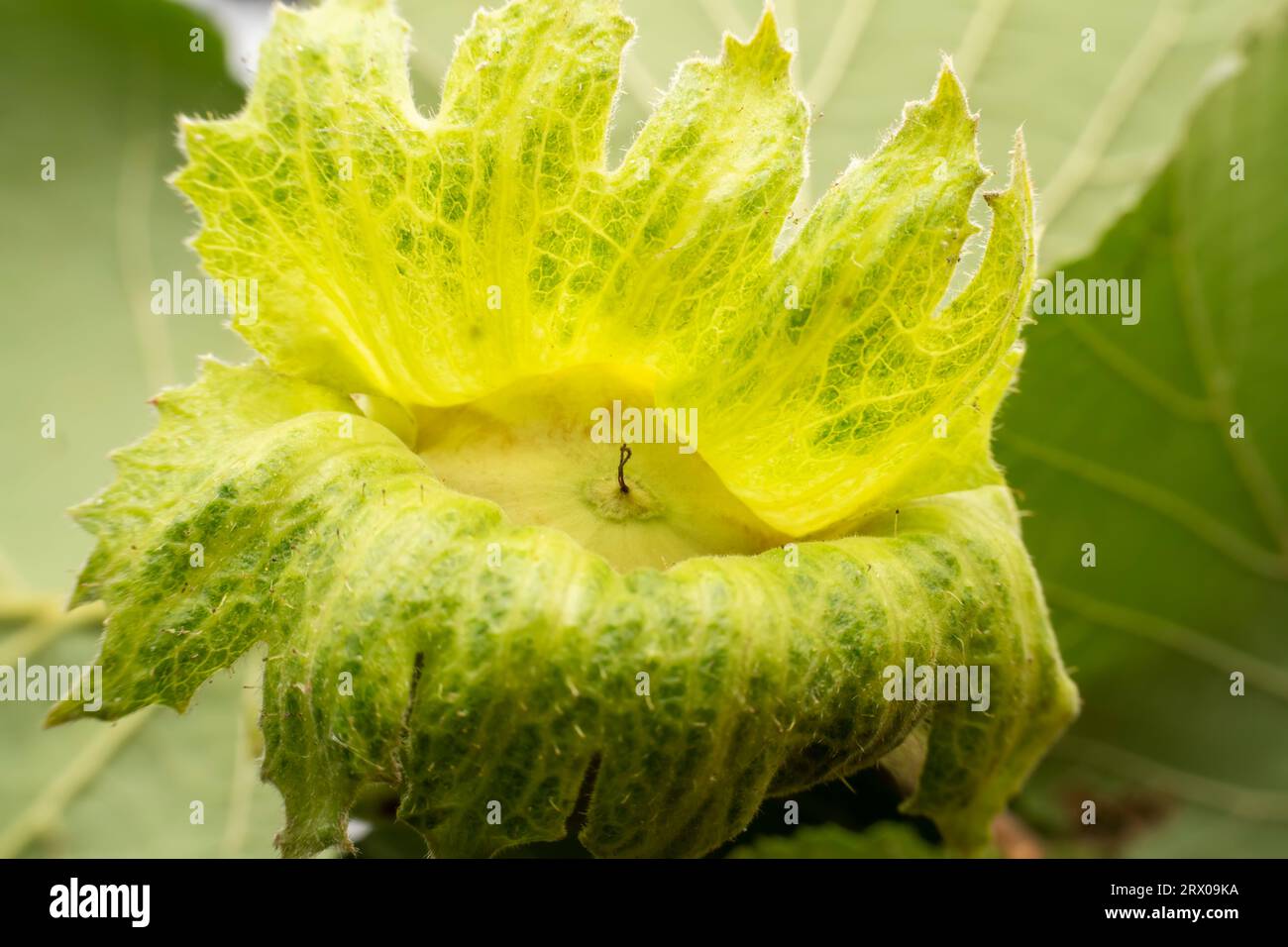 Plant fruits in a botanical garden Stock Photo - Alamy