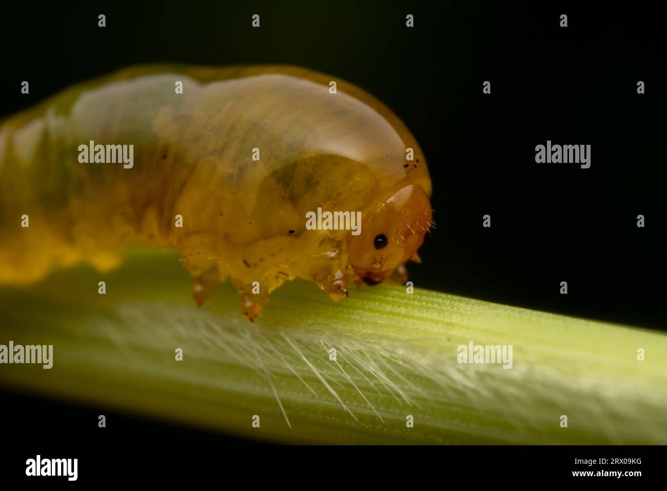 Leaf Bee Larvae inhabiting on the leaves of wild plants Stock Photo - Alamy