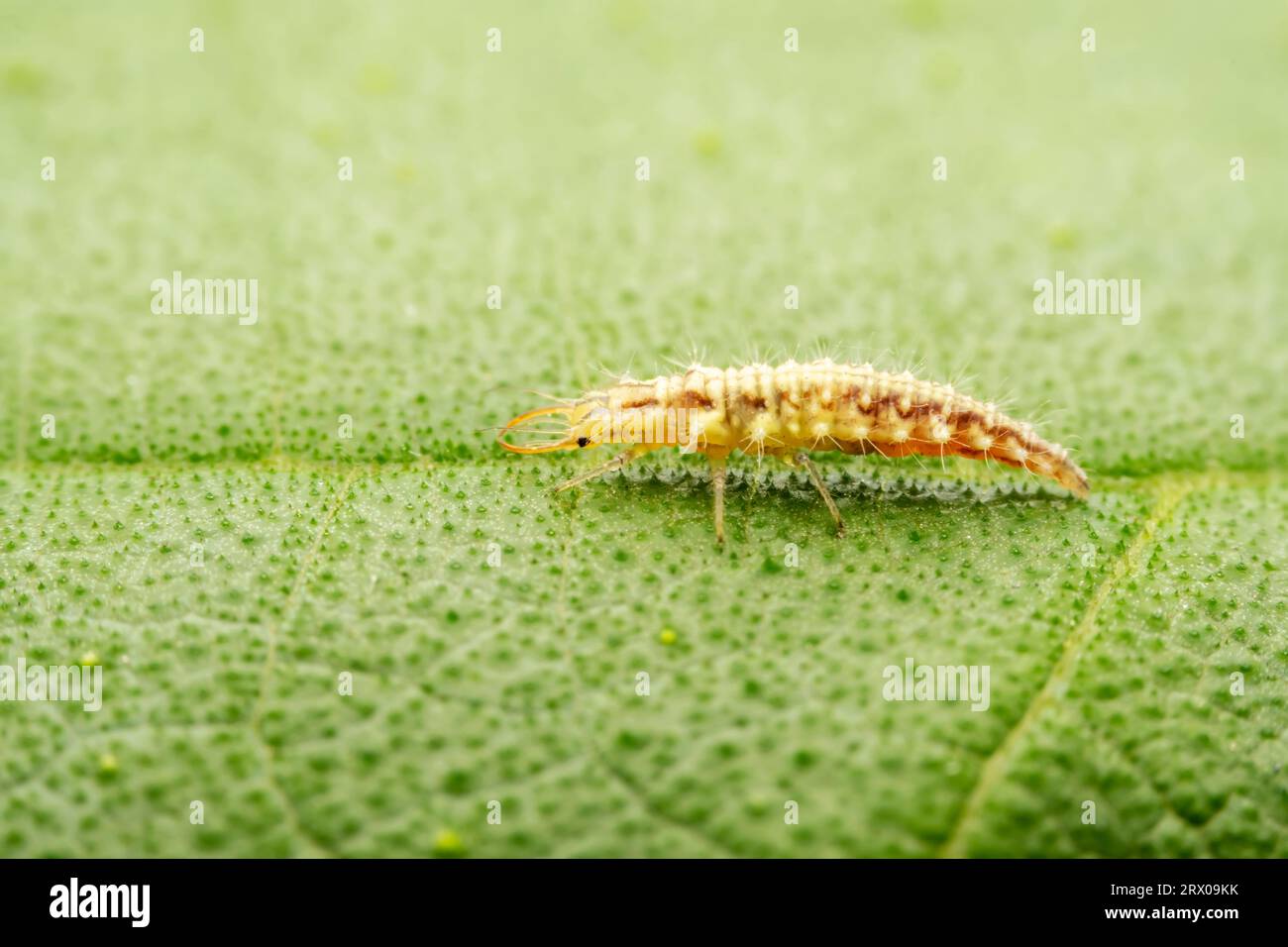 lacewing larvae inhabiting on the leaves of wild plants Stock Photo - Alamy