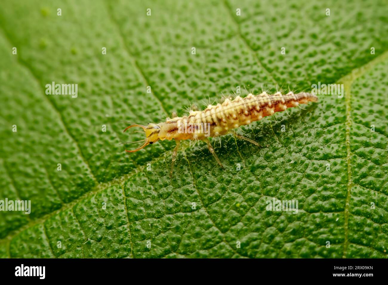 lacewing larvae inhabiting on the leaves of wild plants Stock Photo - Alamy