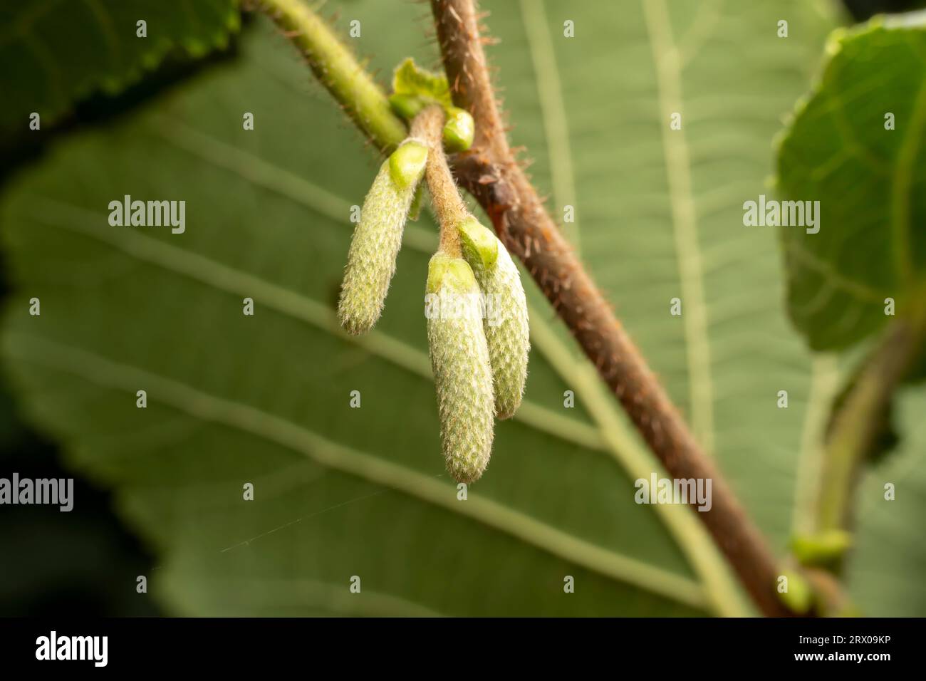 Plant buds in a botanical garden Stock Photo - Alamy