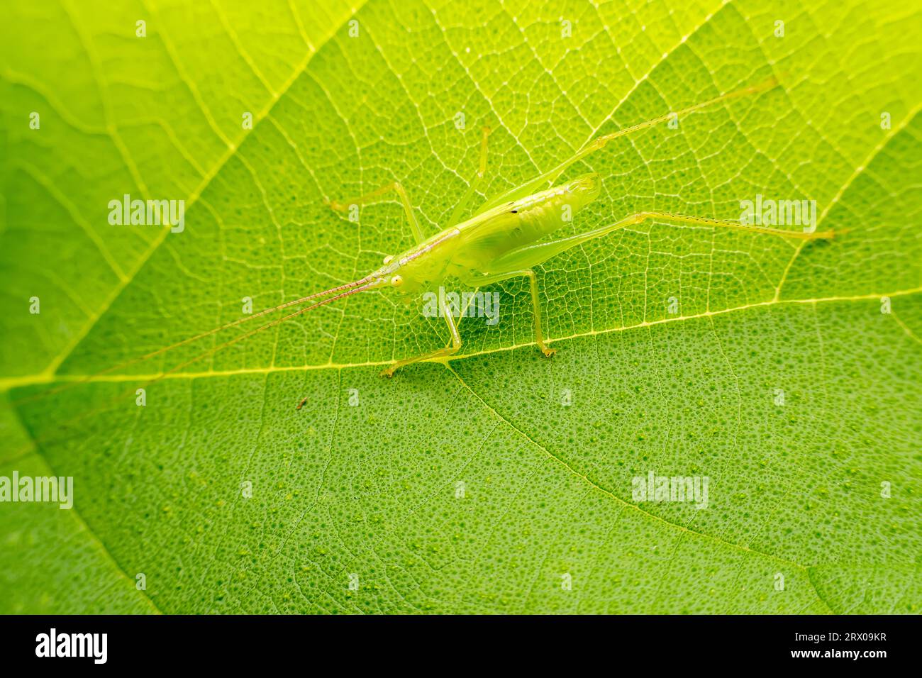Katydid at their natural habitat hi-res stock photography and images ...