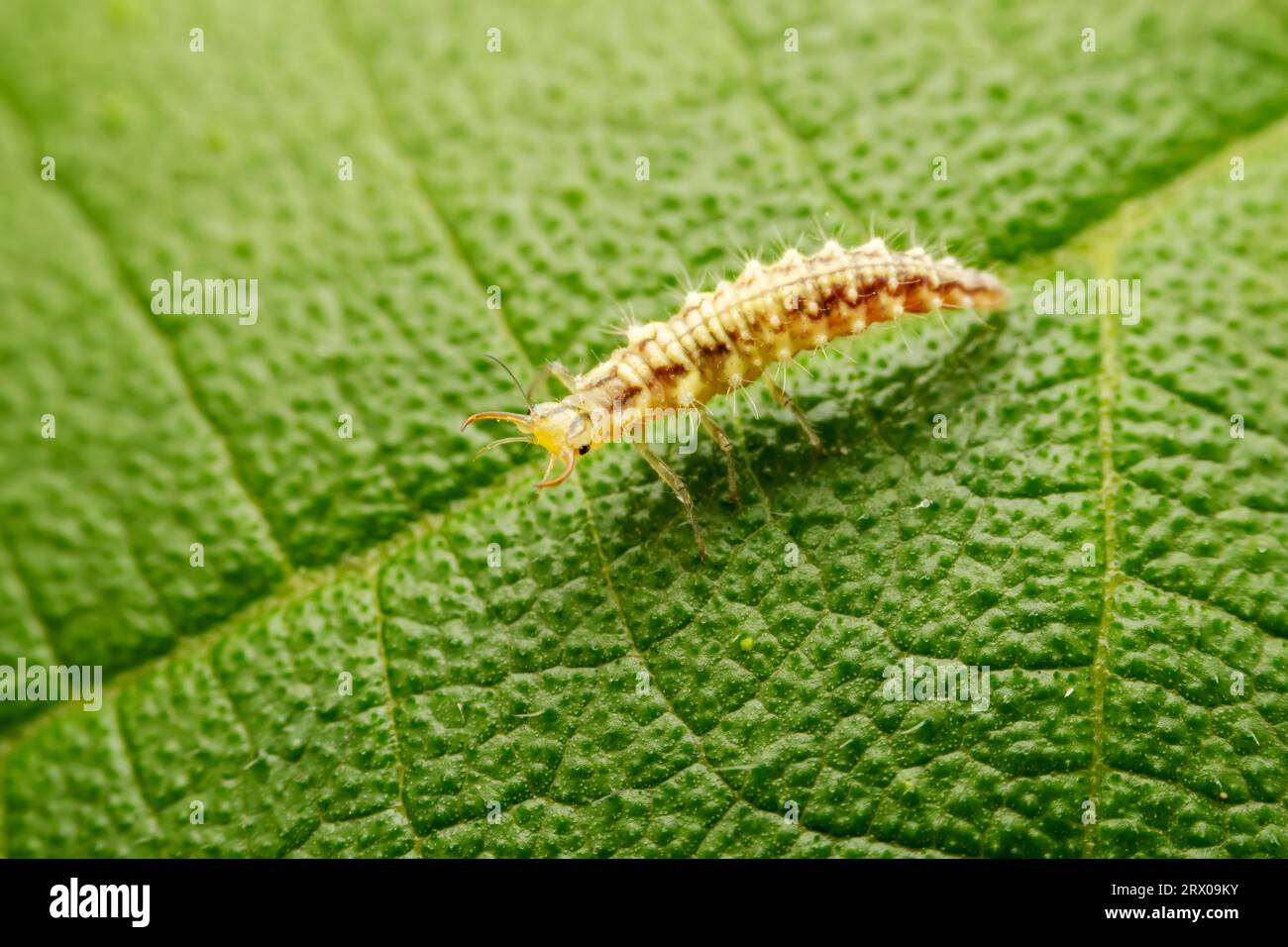 lacewing larvae inhabiting on the leaves of wild plants Stock Photo - Alamy