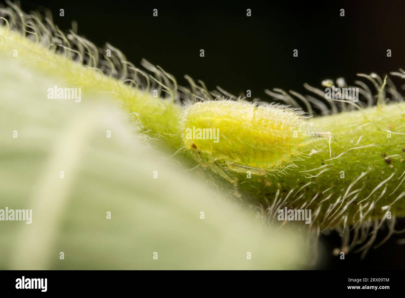 Membracidae inhabits the leaves of wild plants Stock Photo - Alamy