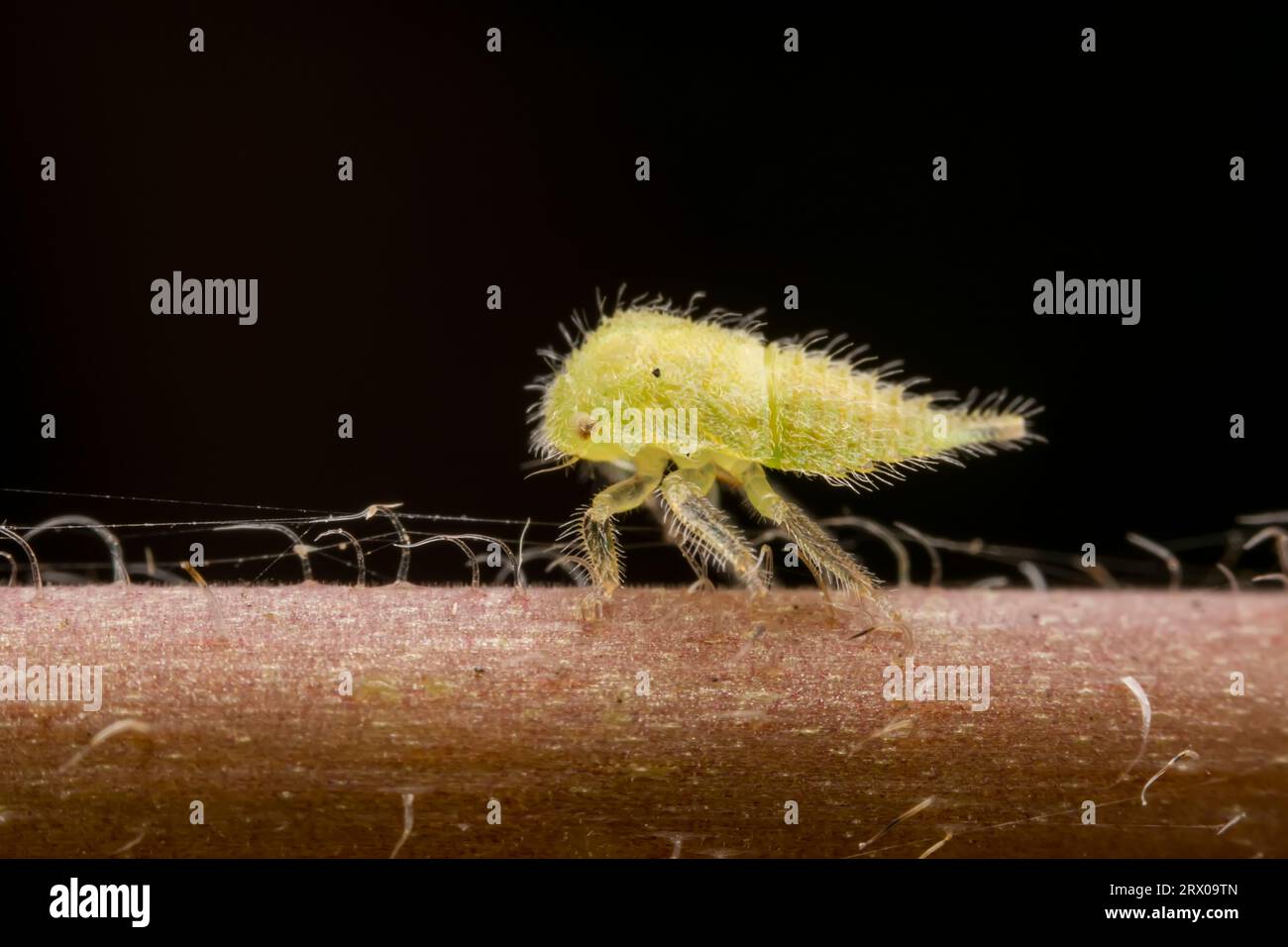 Membracidae inhabits the leaves of wild plants Stock Photo - Alamy