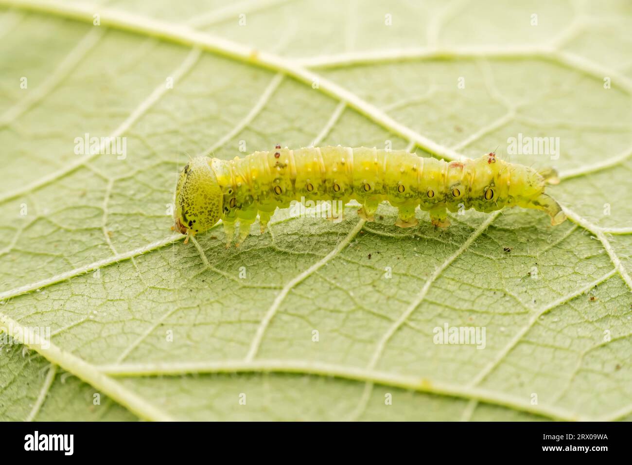 sphingidae larva inhabits the leaves of wild plants Stock Photo - Alamy