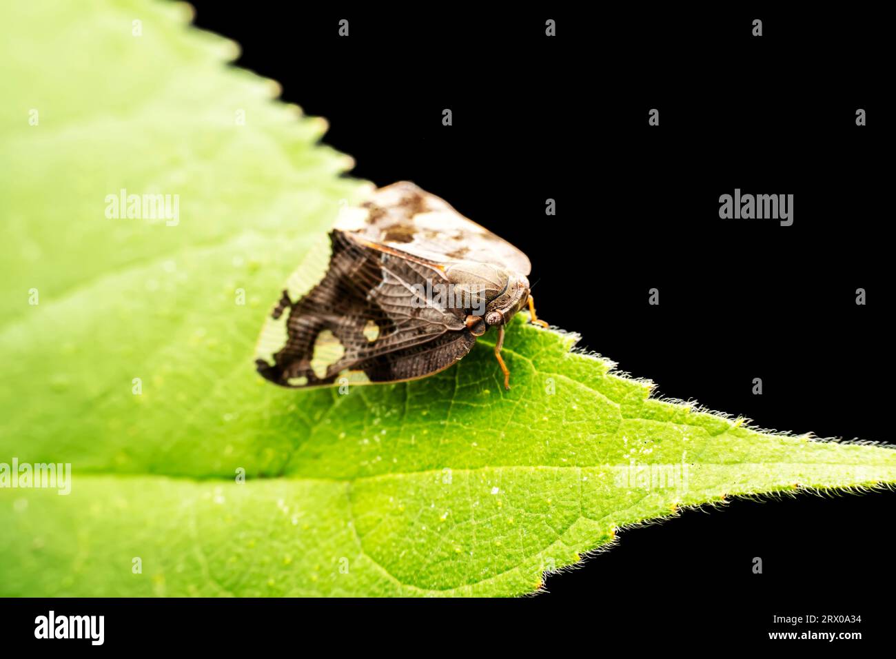 planthopper in the wild state Stock Photo - Alamy