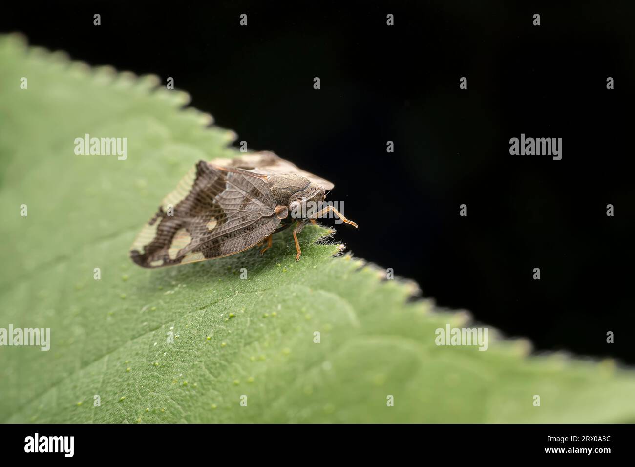 planthopper in the wild state Stock Photo - Alamy