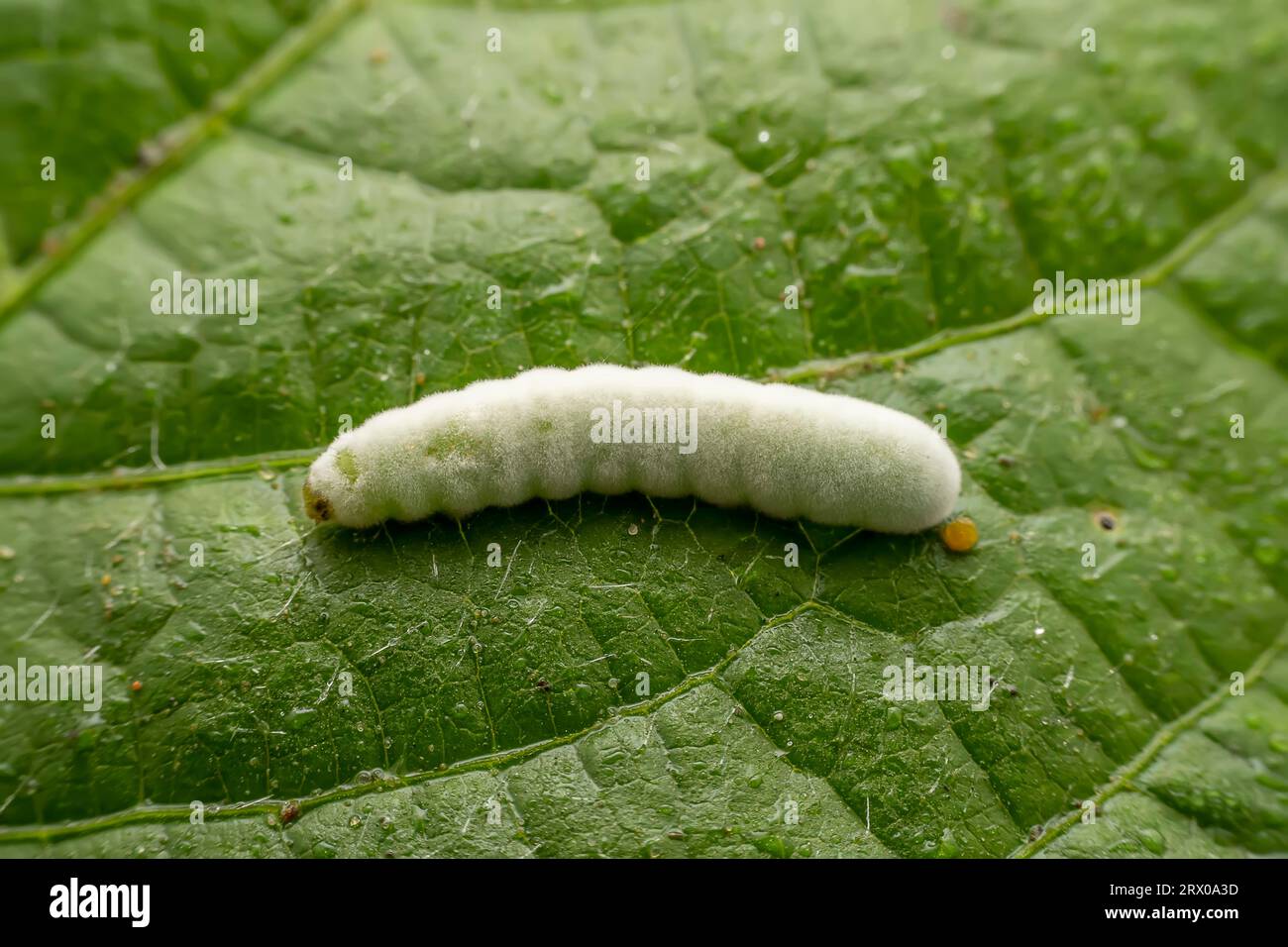 Lepidoptera Larvae Parasitized by Beauveria bassiana Stock Photo - Alamy