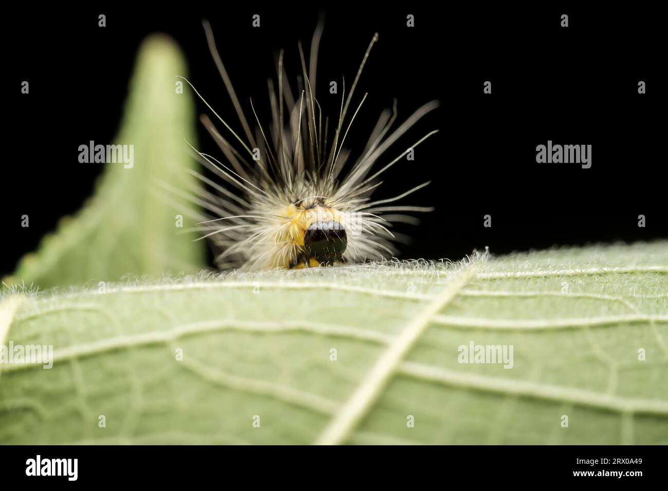 Poisonous moth larvae in the wild state Stock Photo - Alamy