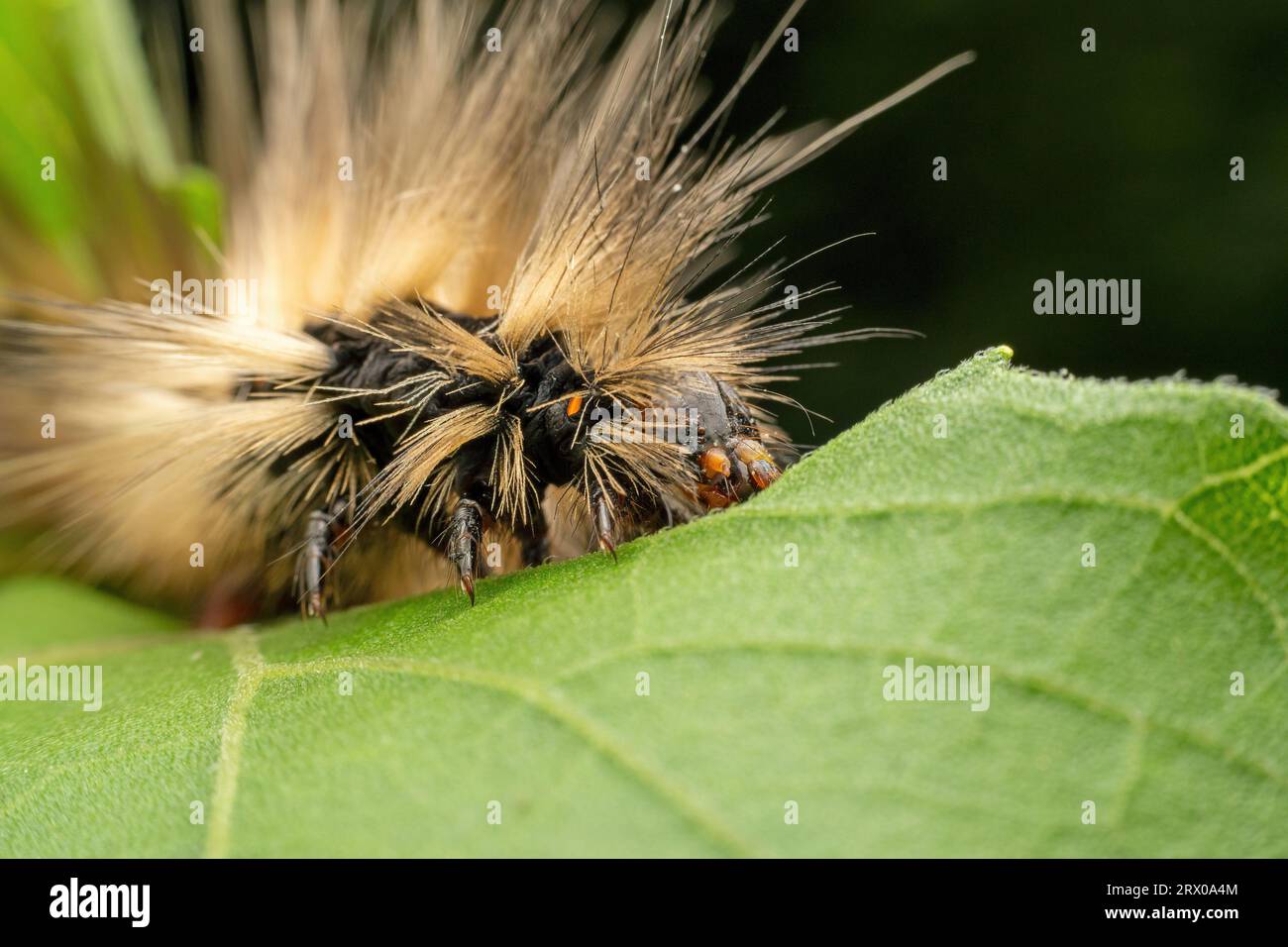 Poisonous moth larvae in the wild state Stock Photo - Alamy