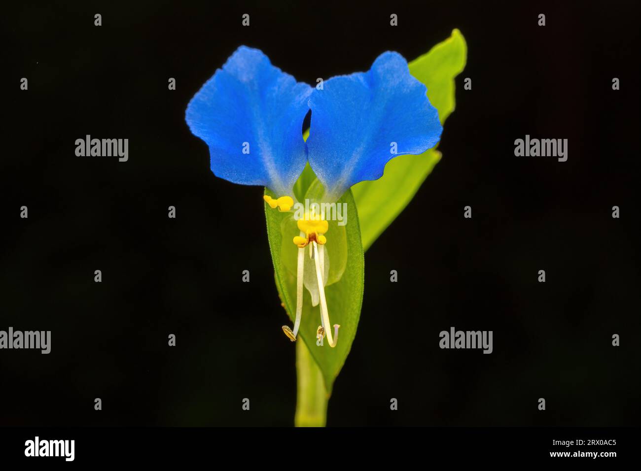Commelina communis flower in the wild state Stock Photo - Alamy