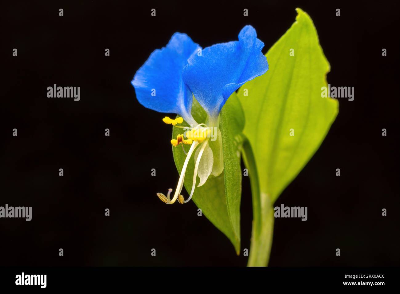Commelina communis flower in the wild state Stock Photo - Alamy