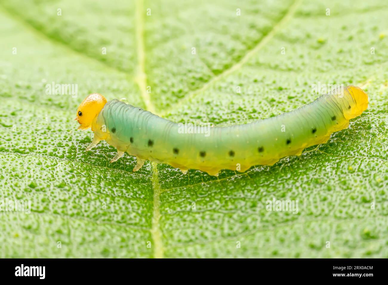 sawfly Larvae in the wild state Stock Photo - Alamy