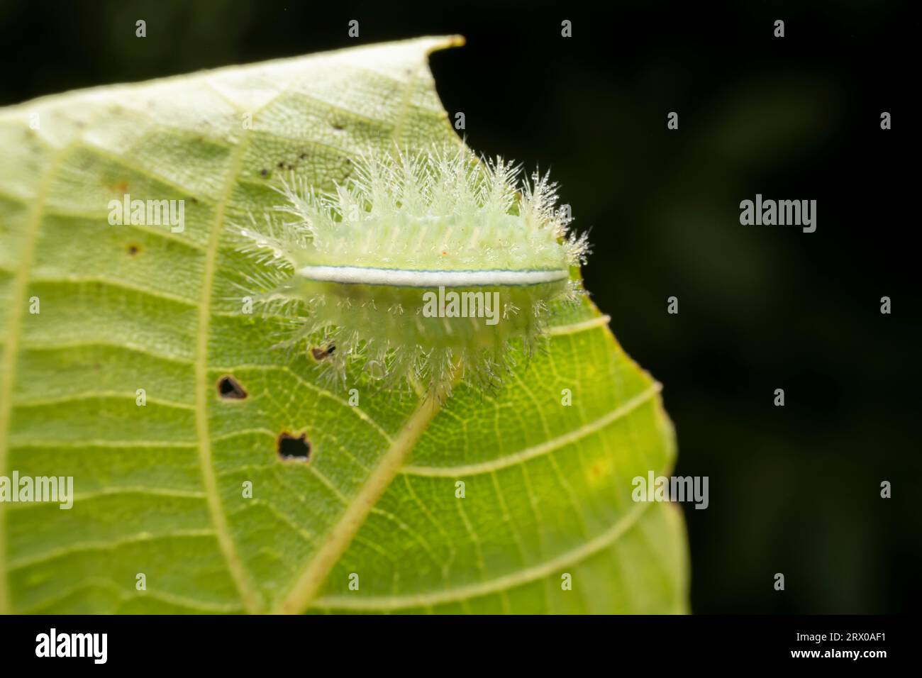 Thosca sinensis hi-res stock photography and images - Alamy