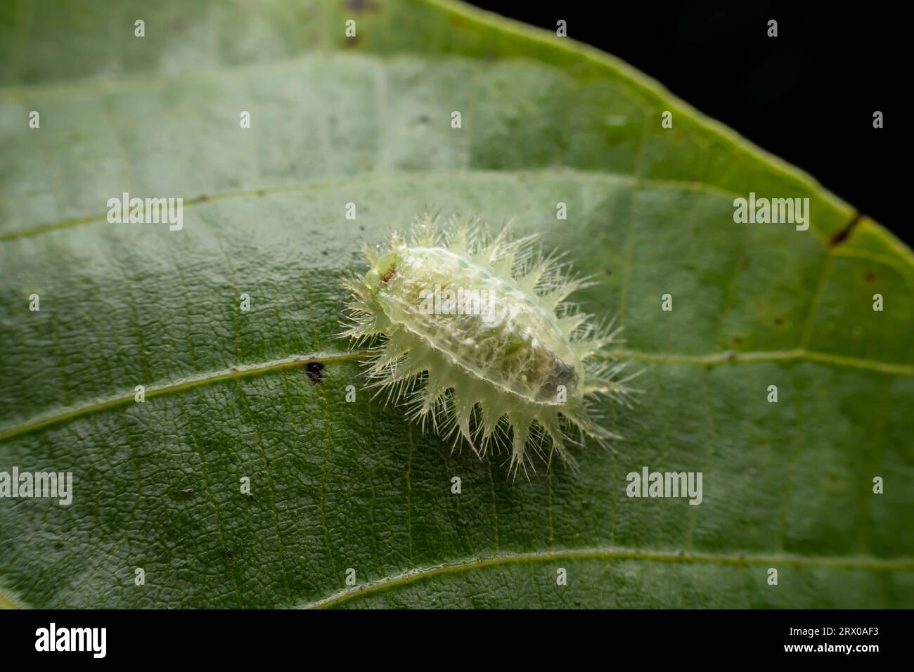 Thosea sinensis Walker nymph in the wild state Stock Photo - Alamy