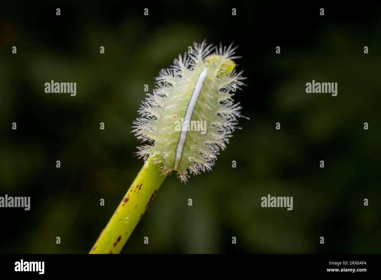 Thosca sinensis hi-res stock photography and images - Alamy