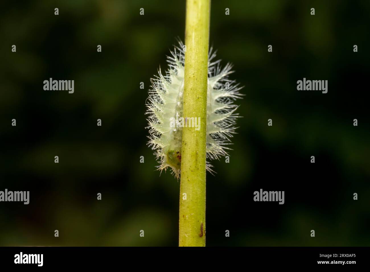 Thosca sinensis hi-res stock photography and images - Alamy