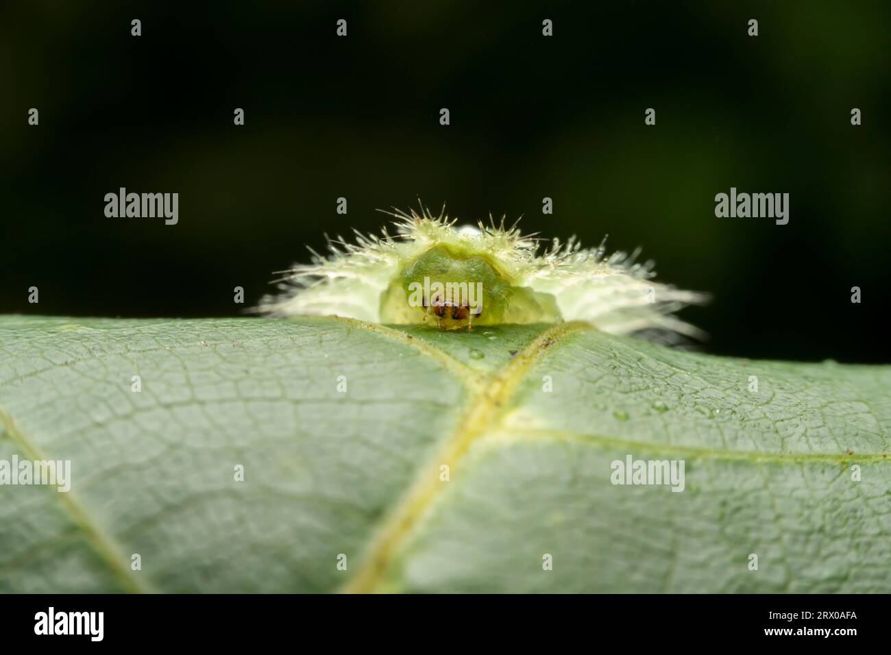 Thosea sinensis walker hi-res stock photography and images - Alamy