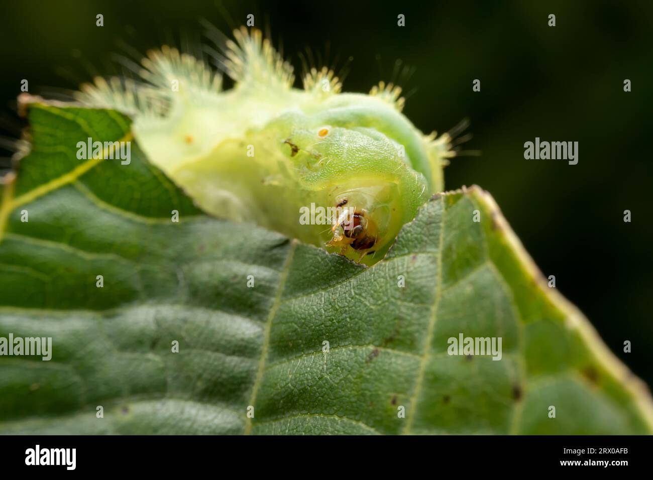 Thosca sinensis hi-res stock photography and images - Alamy