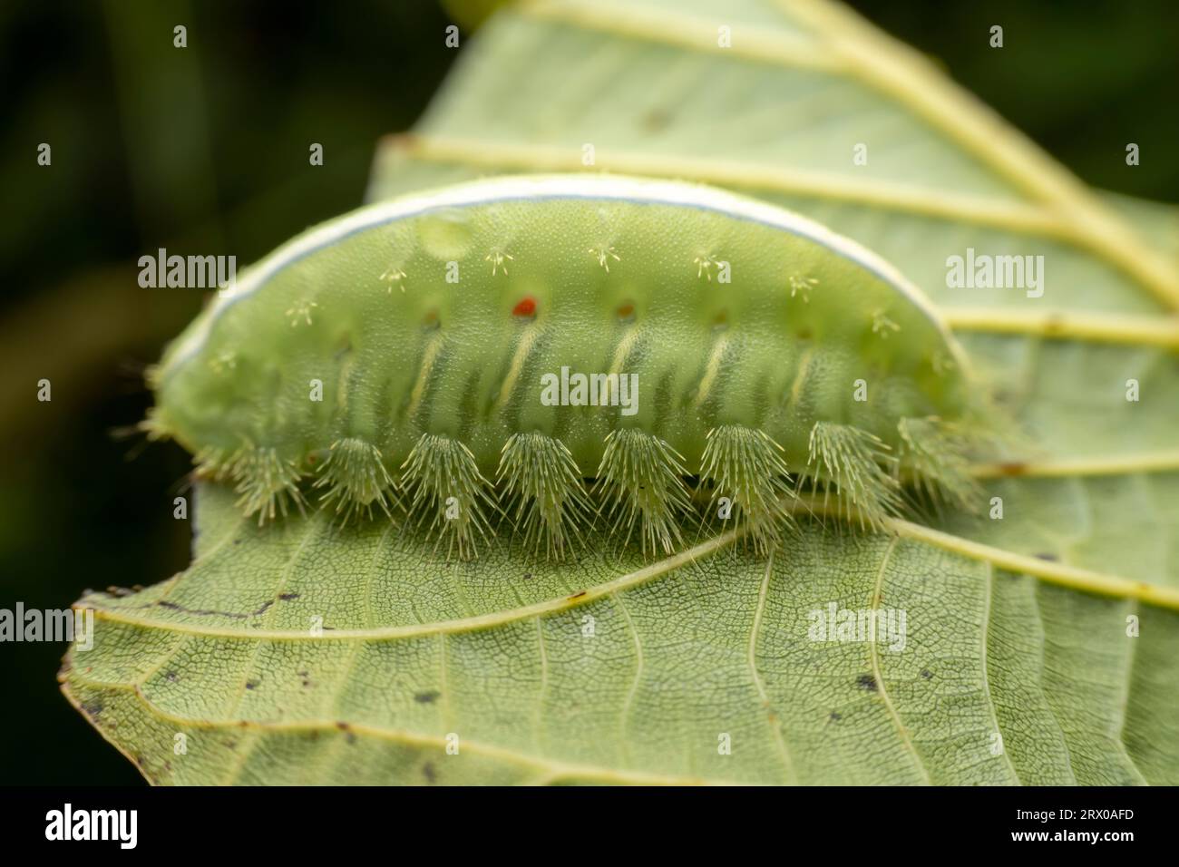 Thosea sinensis hi-res stock photography and images - Alamy