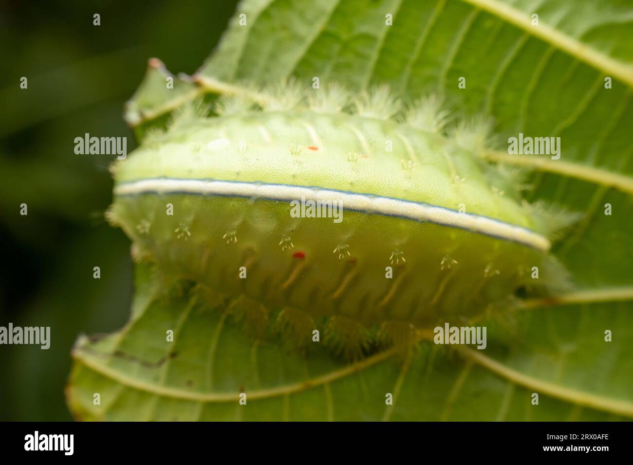 Thosea sinensis Walker nymph in the wild state Stock Photo - Alamy