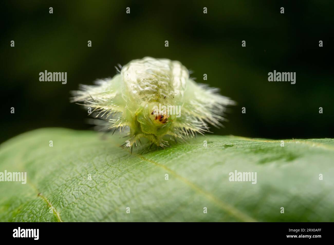 Thosca sinensis hi-res stock photography and images - Alamy
