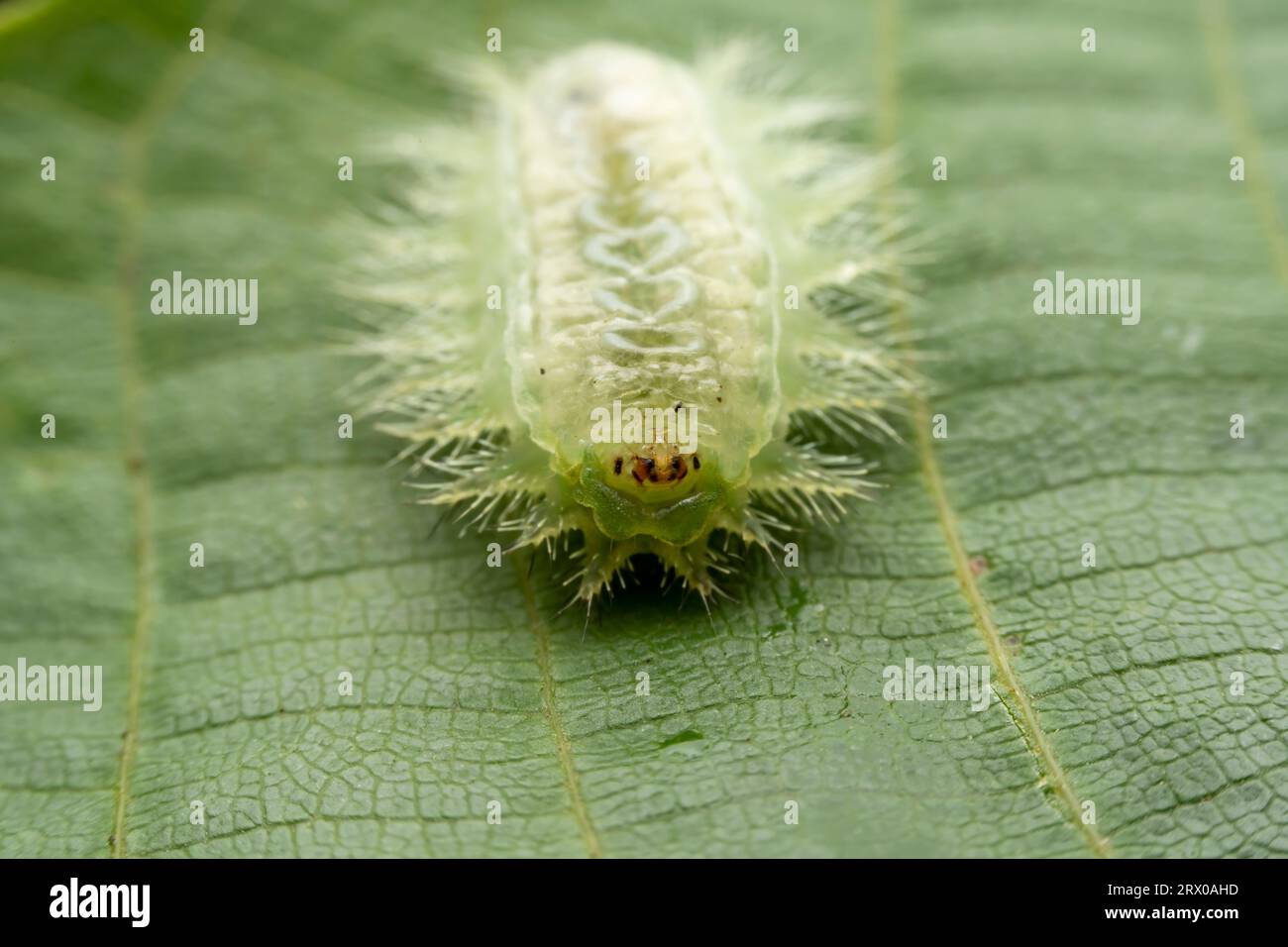 Thosca sinensis hi-res stock photography and images - Alamy