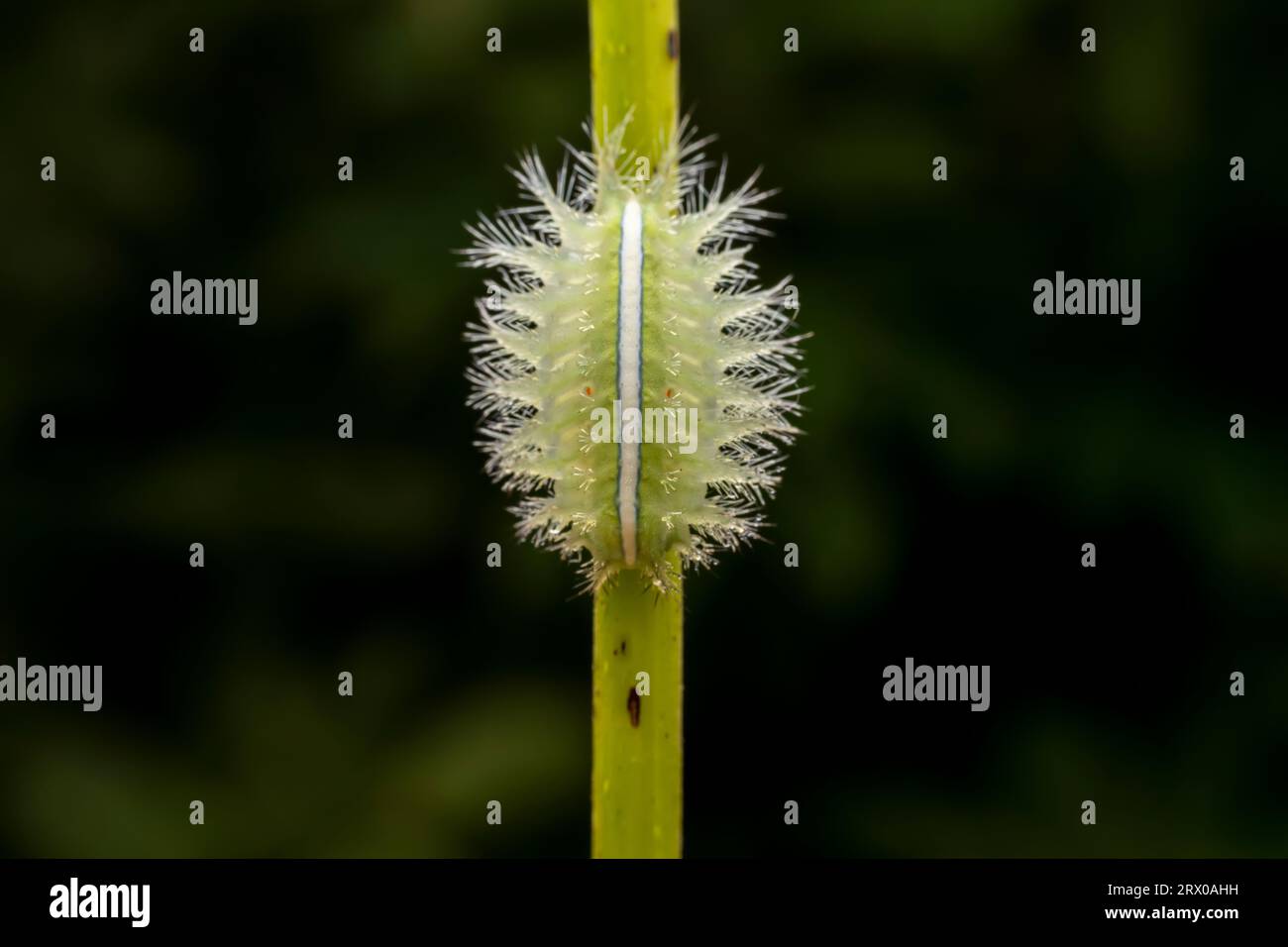 Thosea sinensis walker hi-res stock photography and images - Alamy