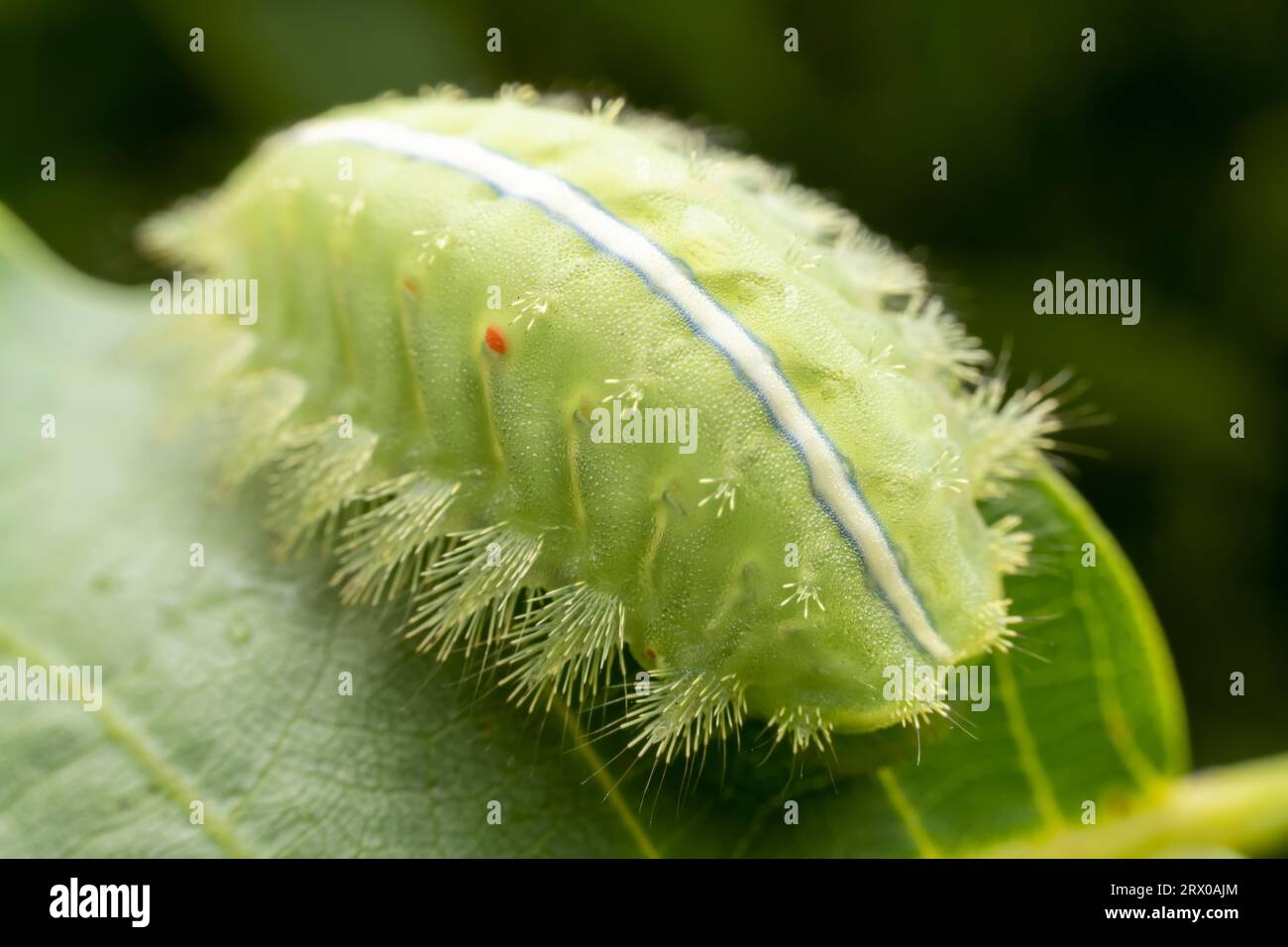 Thosca sinensis hi-res stock photography and images - Alamy