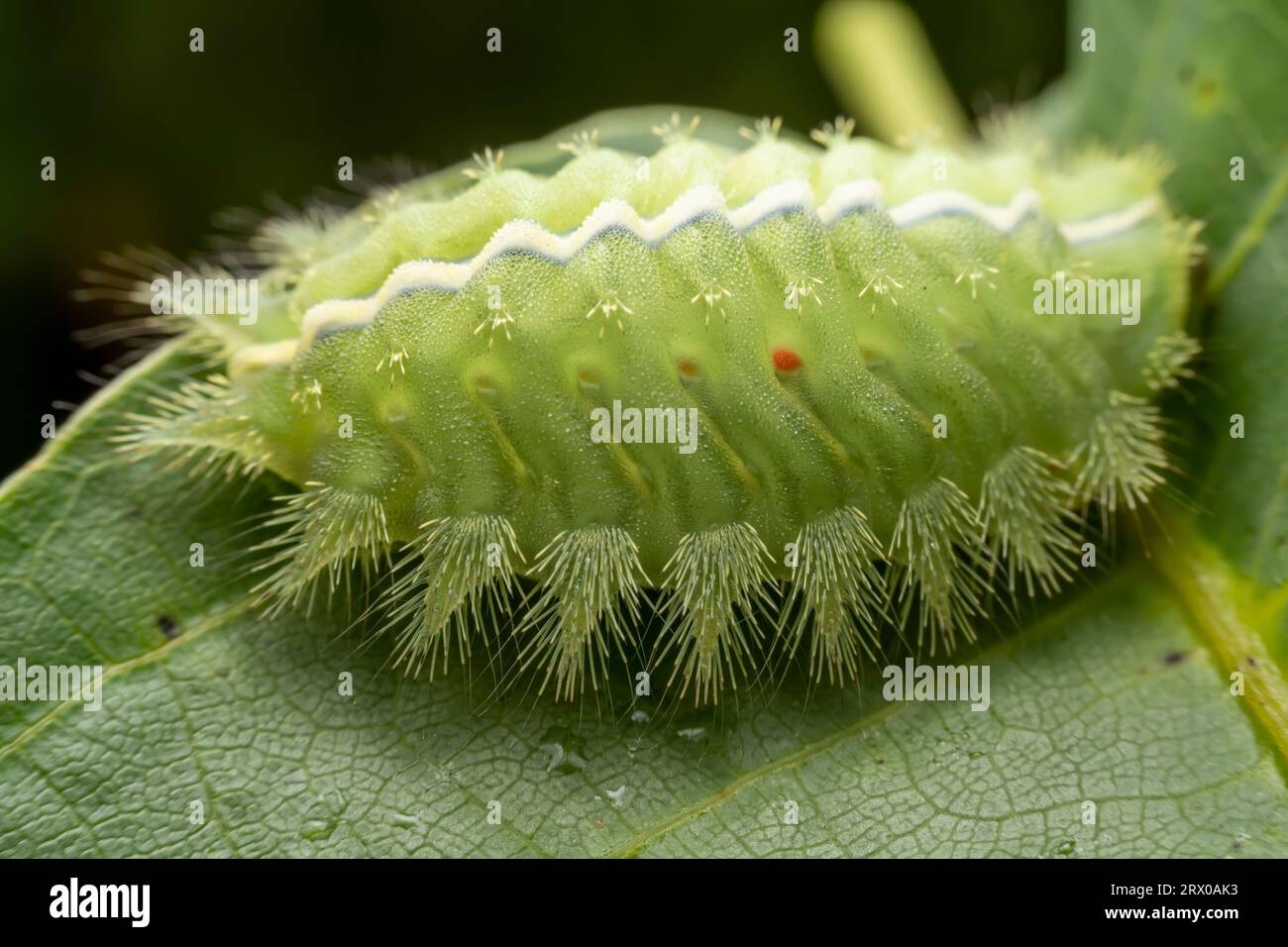 Thosea sinensis Walker nymph in the wild state Stock Photo - Alamy