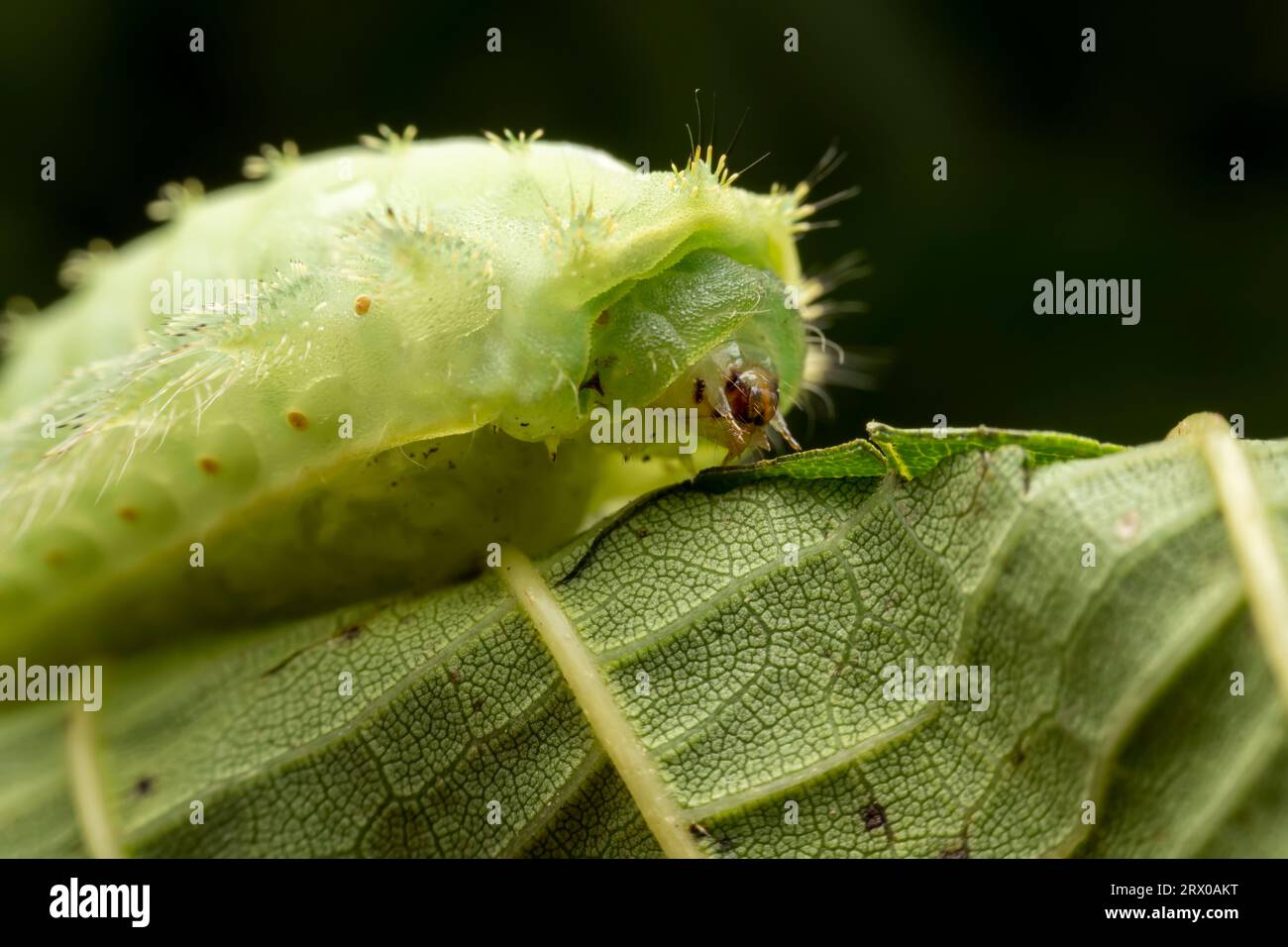 Thosca sinensis hi-res stock photography and images - Alamy