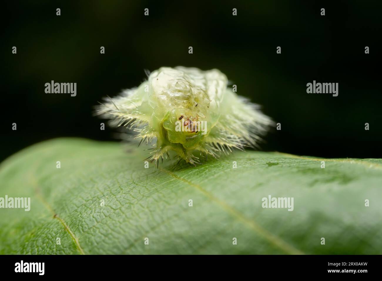 Thosca sinensis hi-res stock photography and images - Alamy