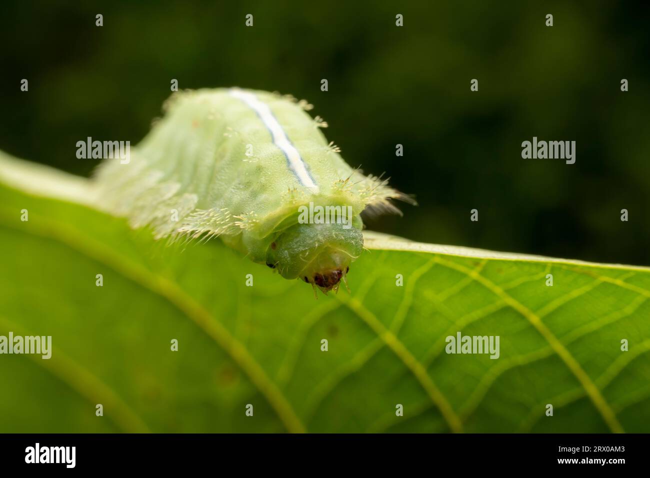 Thosca sinensis hi-res stock photography and images - Alamy