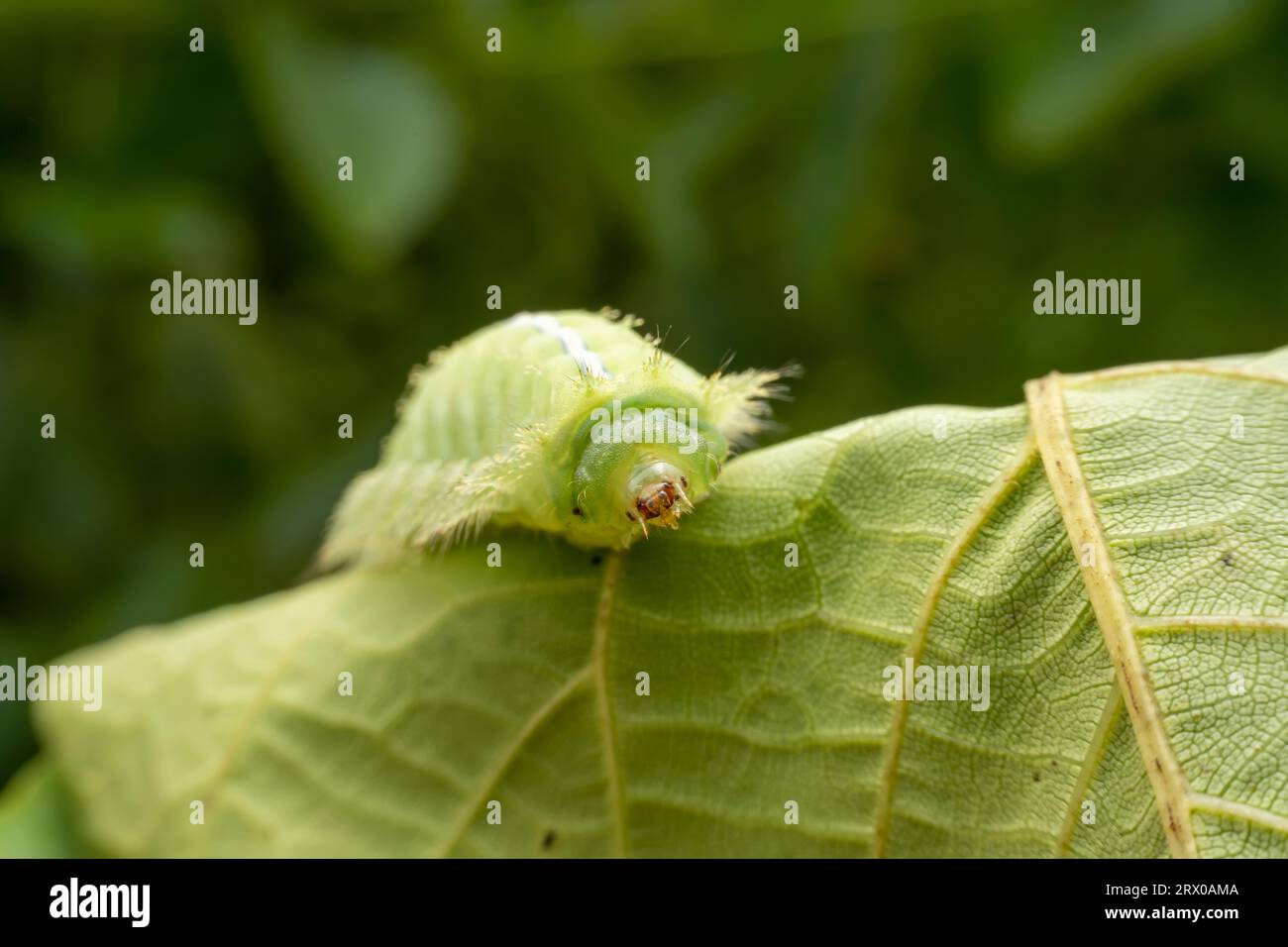 Thosca sinensis hi-res stock photography and images - Alamy