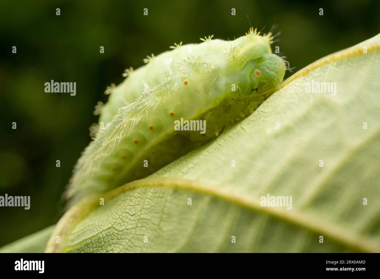 Thosca sinensis hi-res stock photography and images - Alamy