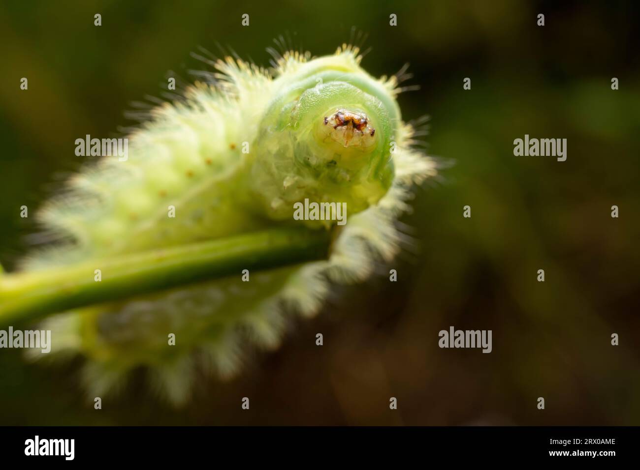 Thosea sinensis hi-res stock photography and images - Alamy