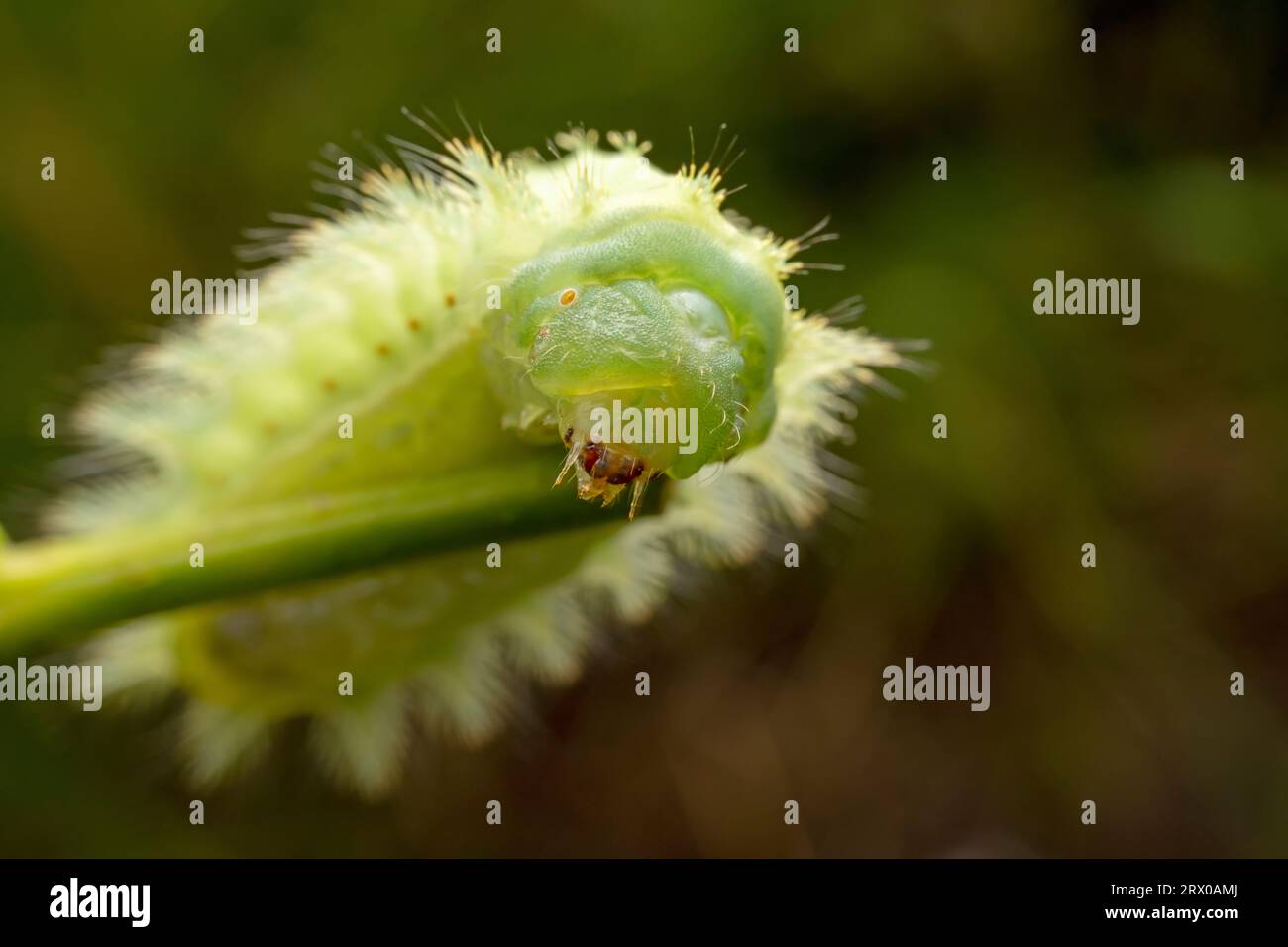 Thosea sinensis Walker nymph in the wild state Stock Photo - Alamy