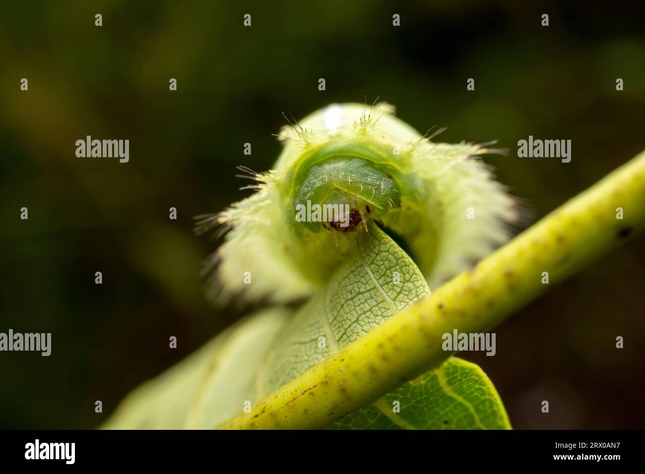 Thosea sinensis hi-res stock photography and images - Alamy