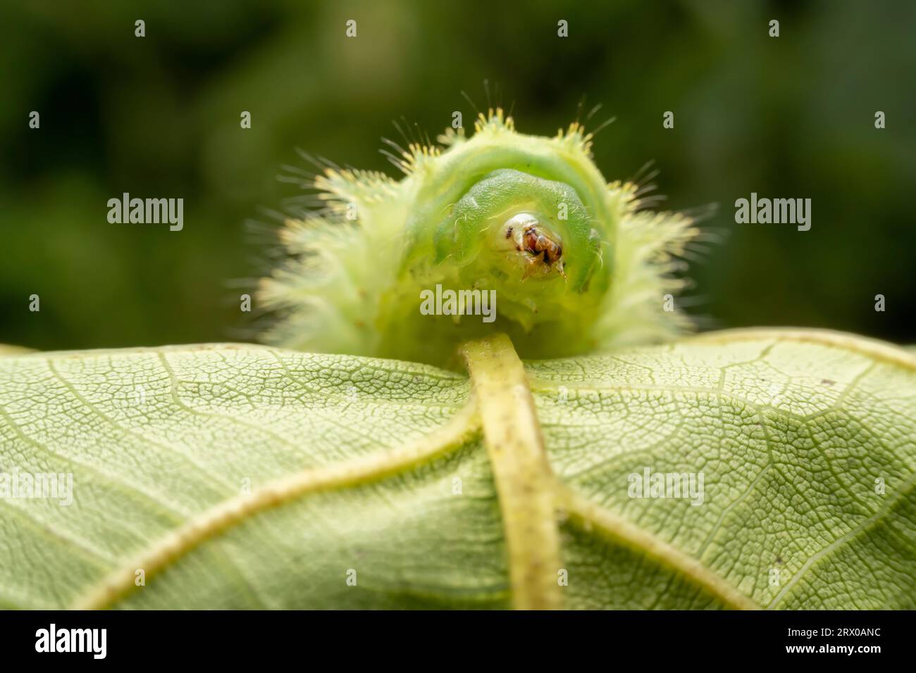 Thosca sinensis hi-res stock photography and images - Alamy