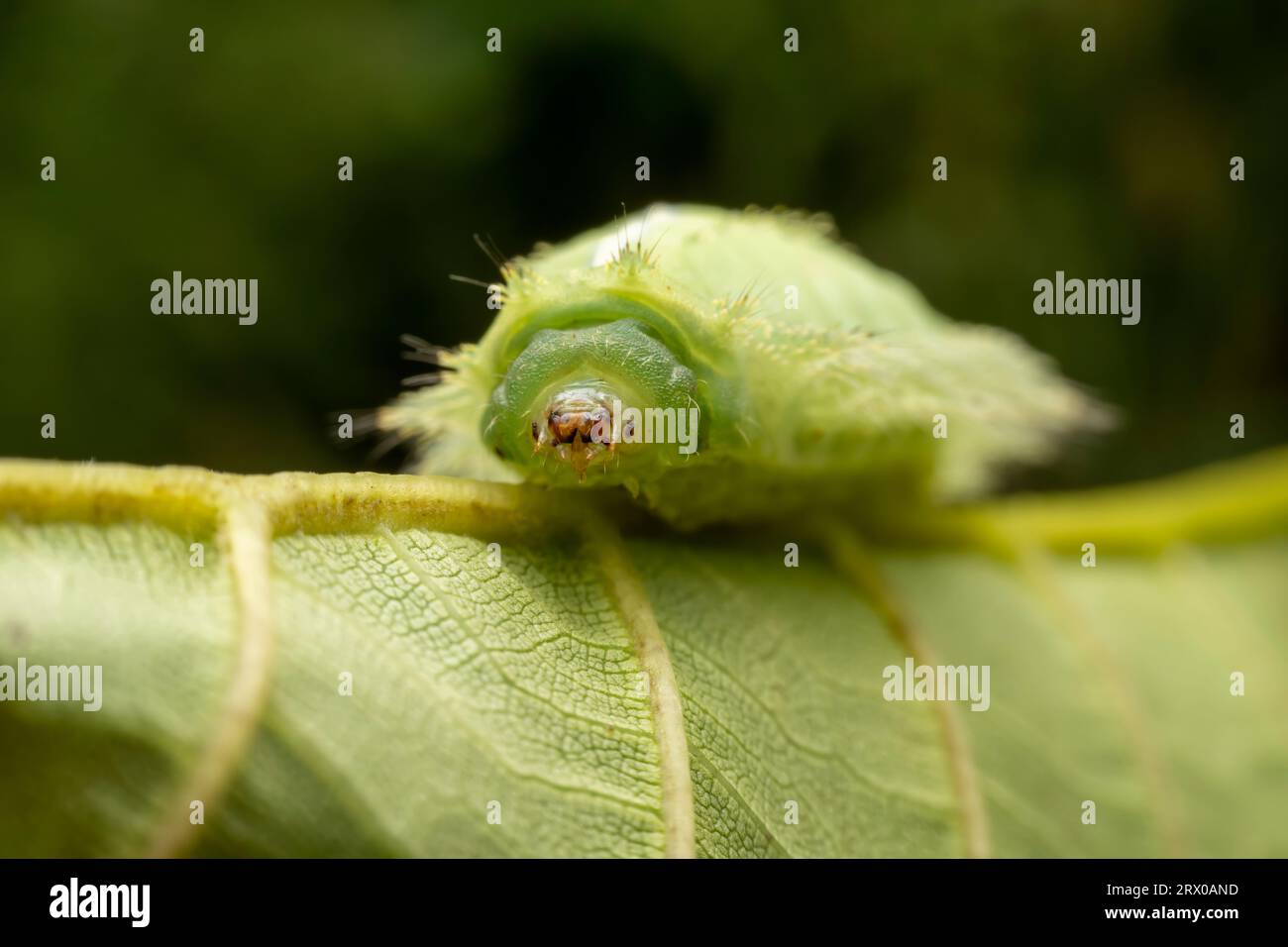 Thosea sinensis hi-res stock photography and images - Alamy