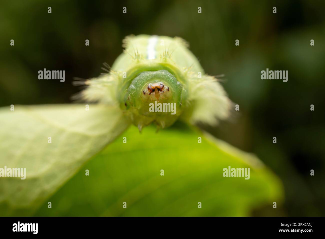 Thosca sinensis hi-res stock photography and images - Alamy