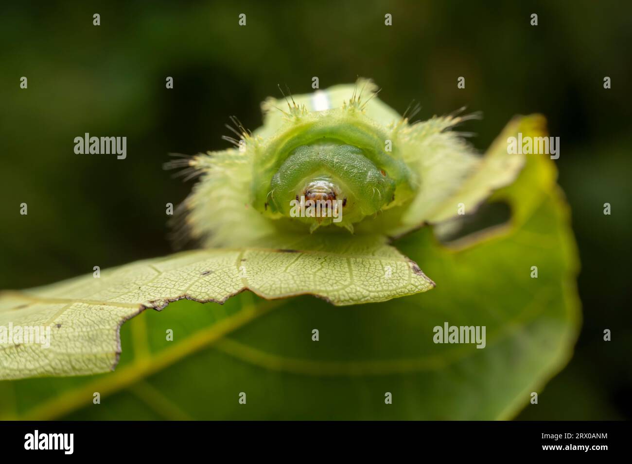 Thosca sinensis hi-res stock photography and images - Alamy