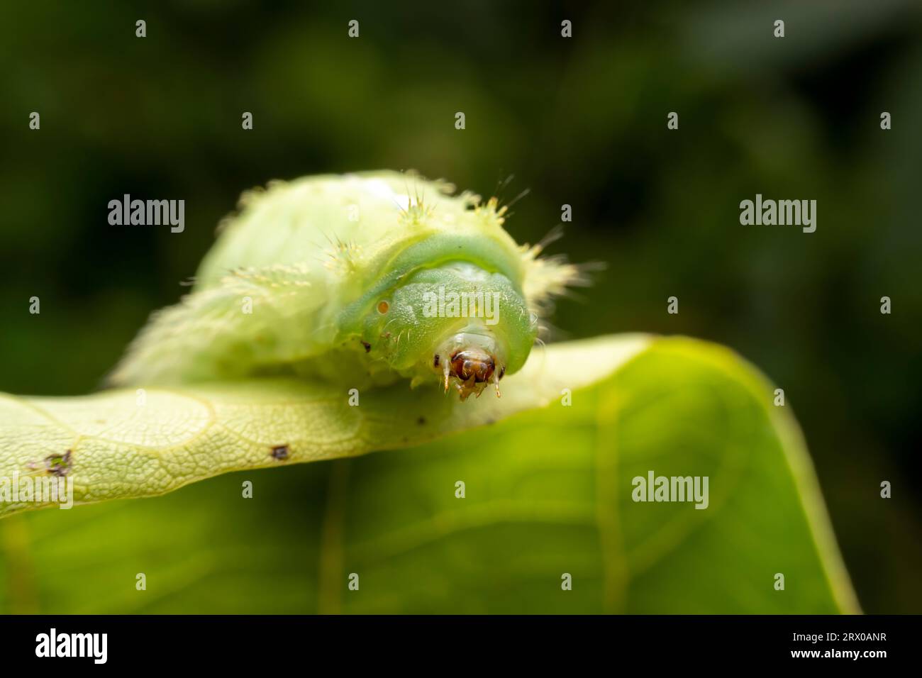 Thosca sinensis hi-res stock photography and images - Alamy