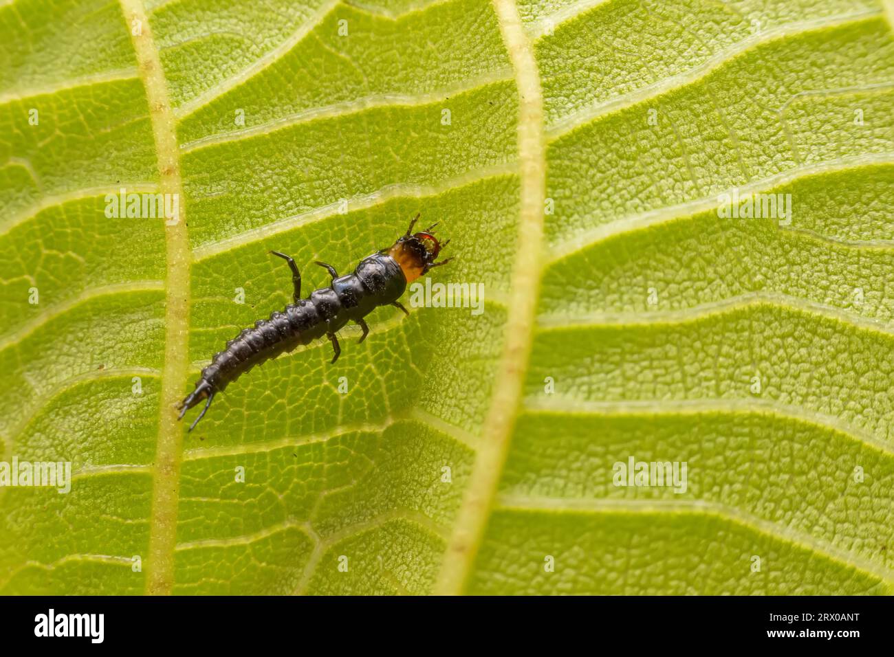 ground beetle larva in the wild state Stock Photo - Alamy