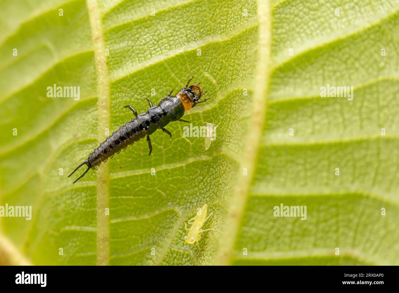 Ground beetle larva hi-res stock photography and images - Alamy