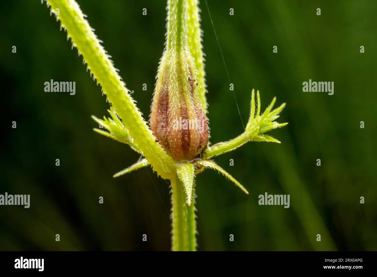 Scandent hop hi-res stock photography and images - Alamy